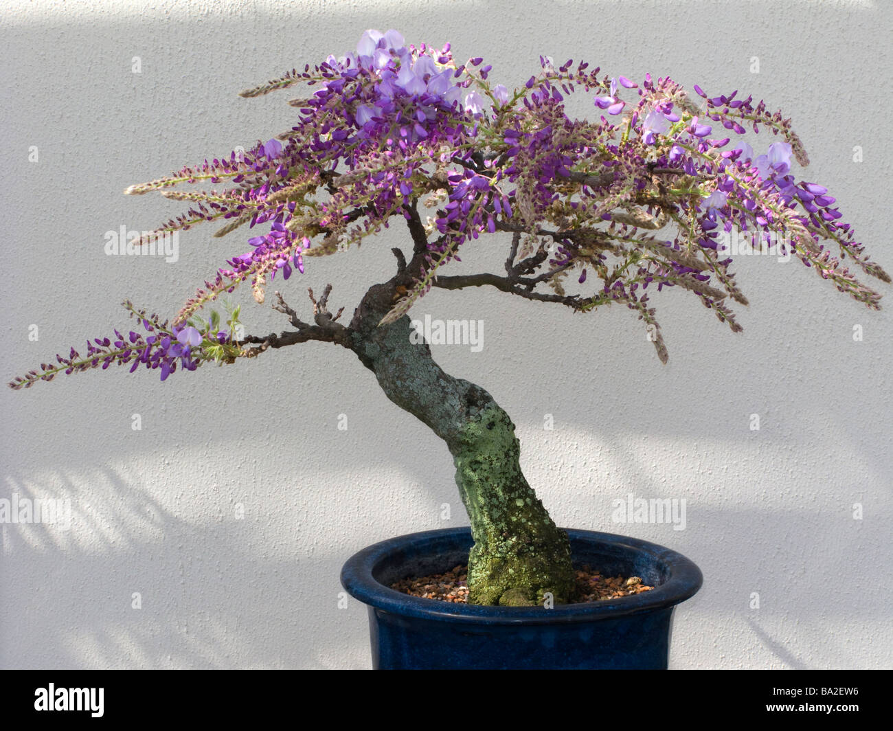 Flowering bonsai hi-res stock photography and images - Alamy