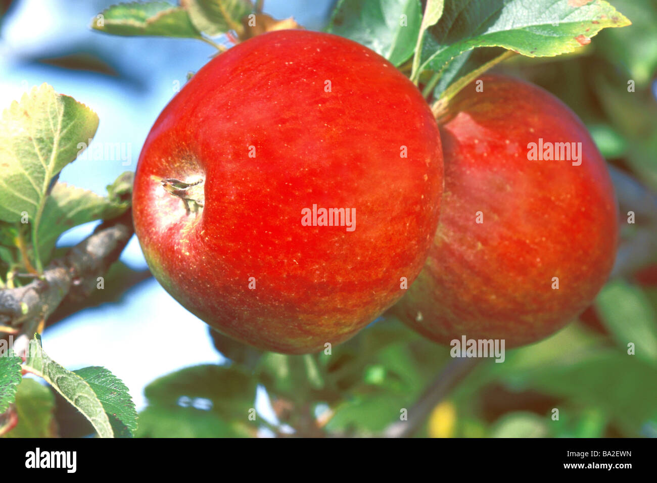 Domestic Apple (Malus domestica), variety: Kent, ripe fruit on tree ...