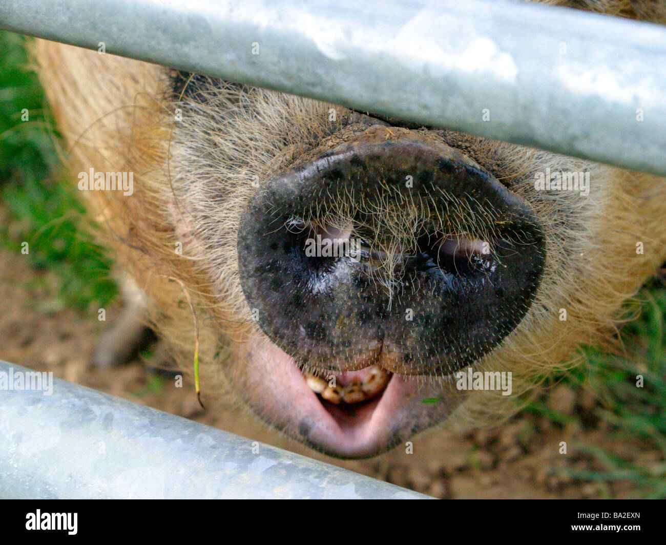 A face of a pig showing his snout and teeth Stock Photo - Alamy