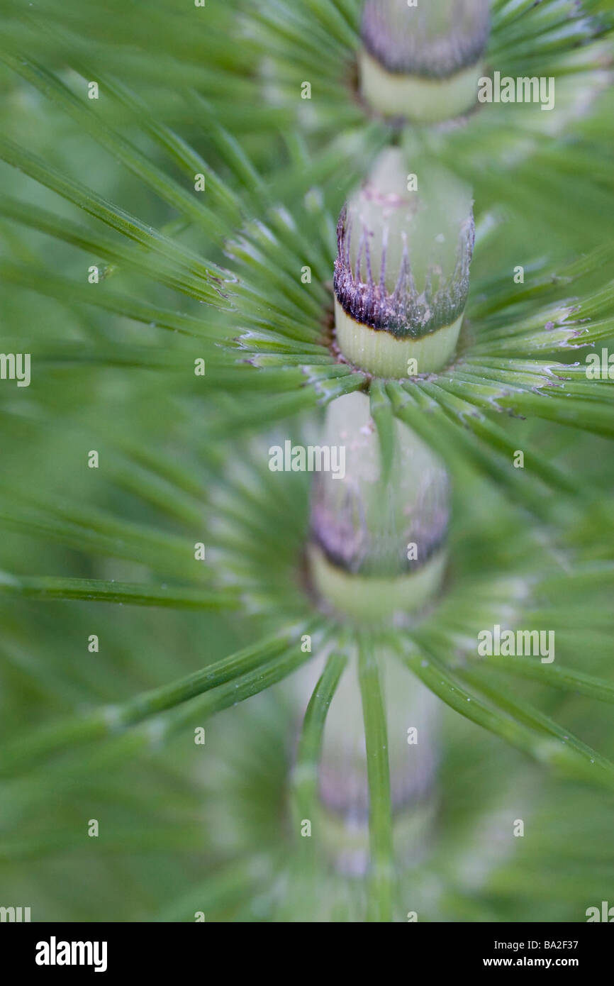 Horsetail detail hi-res stock photography and images - Alamy