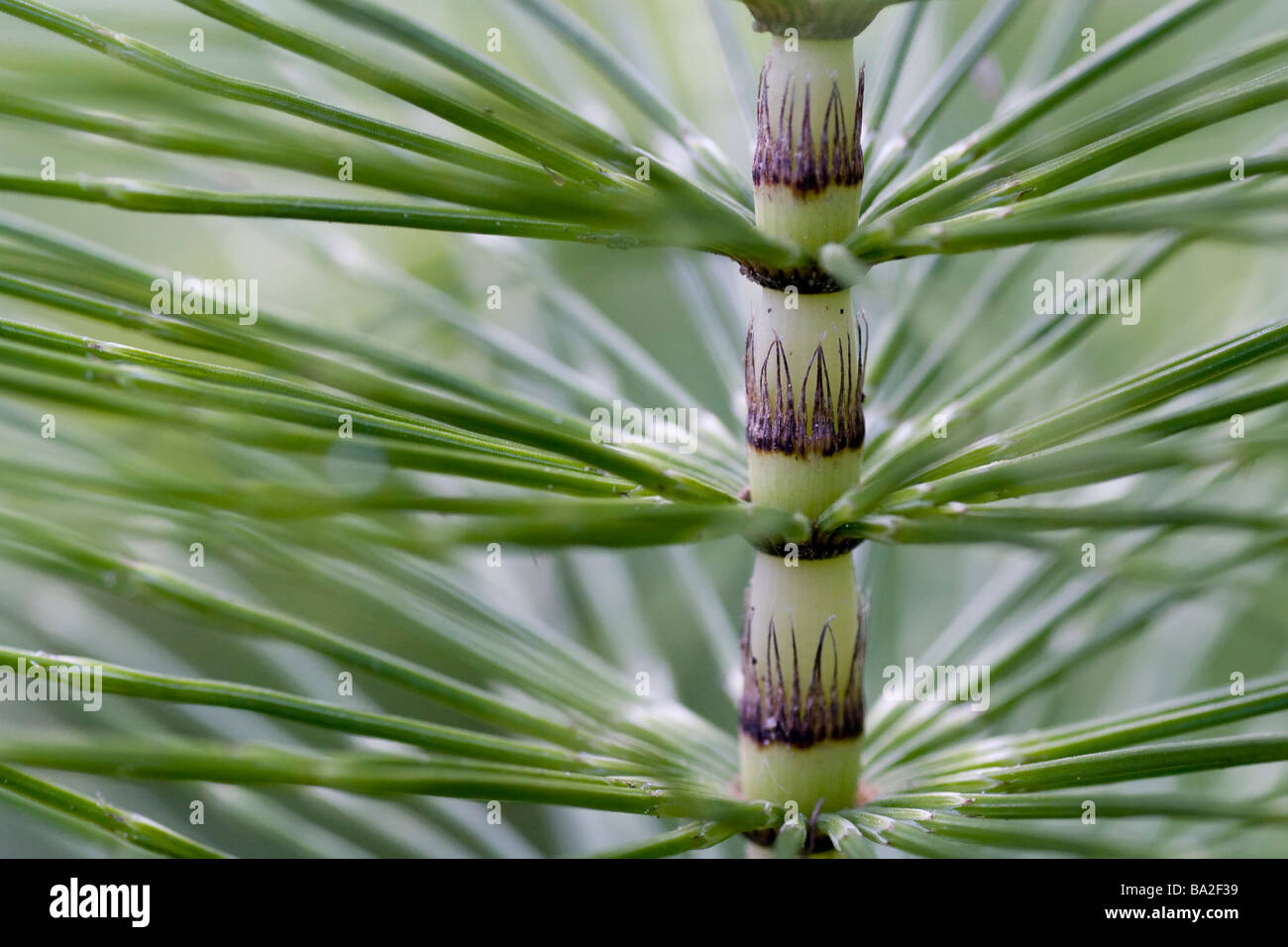 Horsetail detail hi-res stock photography and images - Alamy