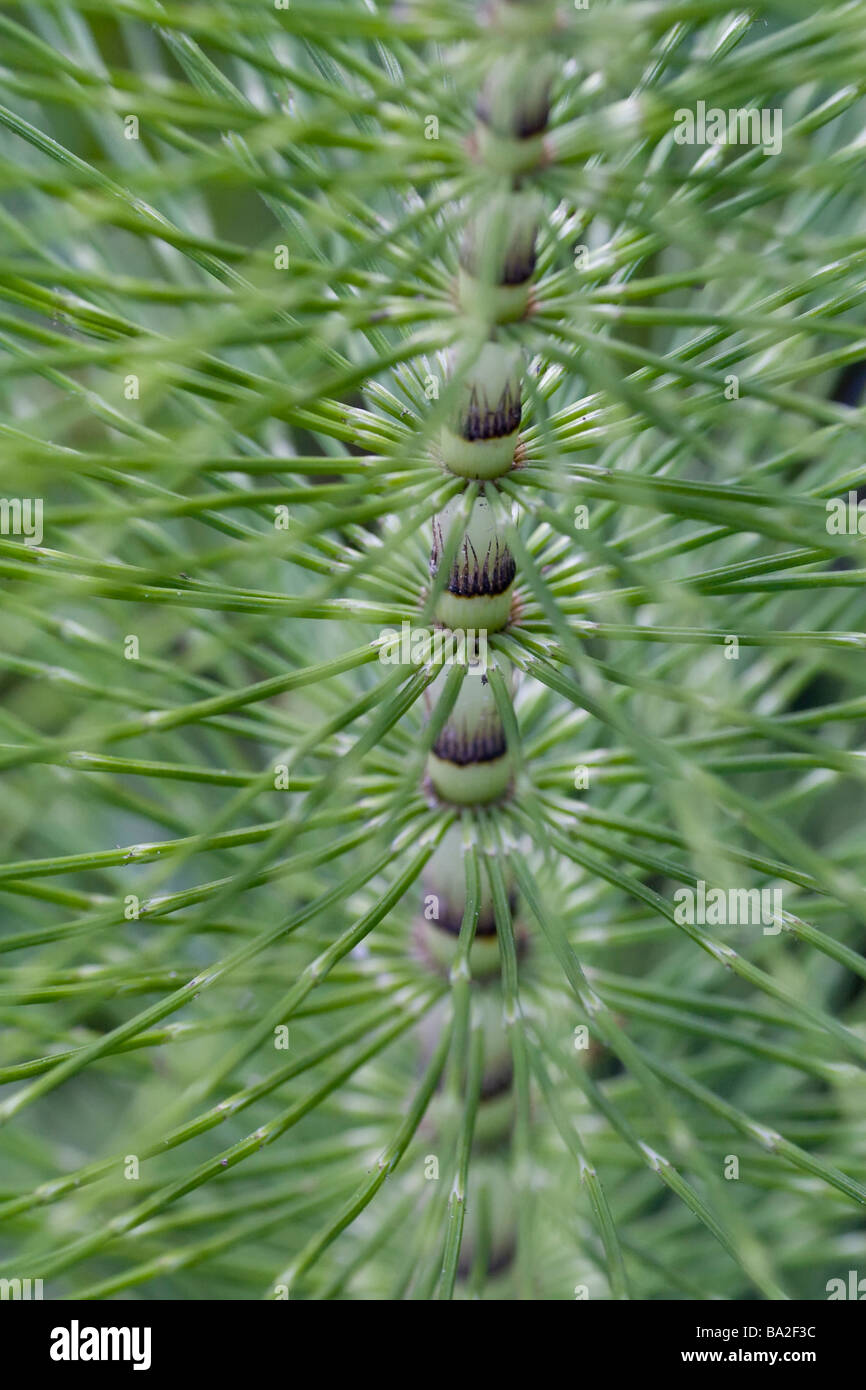 Horsetail detail hi-res stock photography and images - Alamy