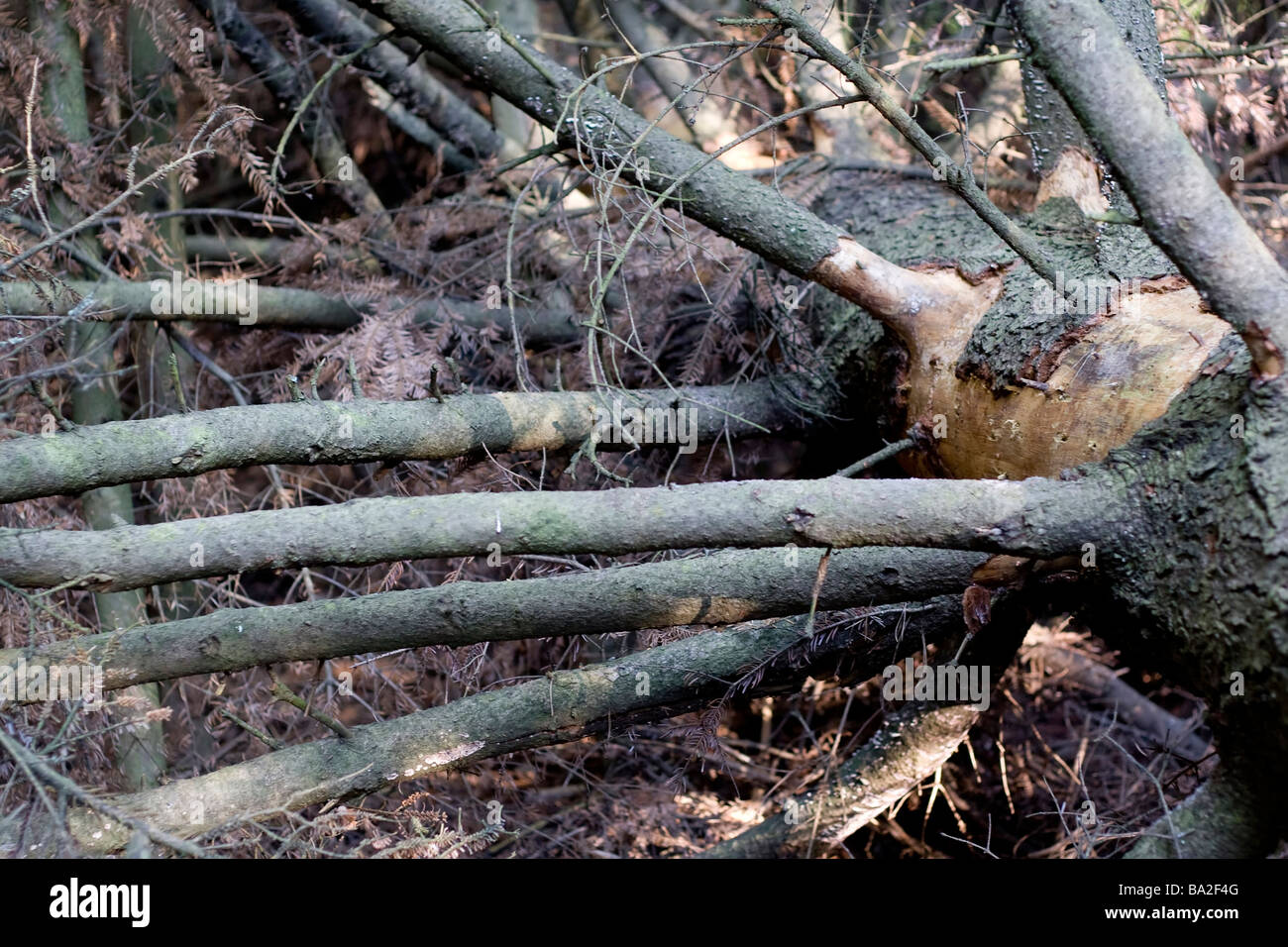 Tangled tree hi-res stock photography and images - Alamy