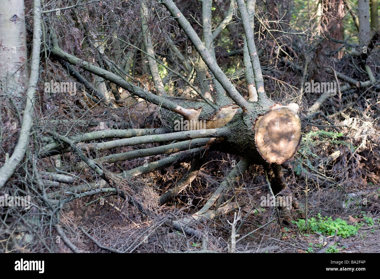 Tangled tree hi-res stock photography and images - Alamy