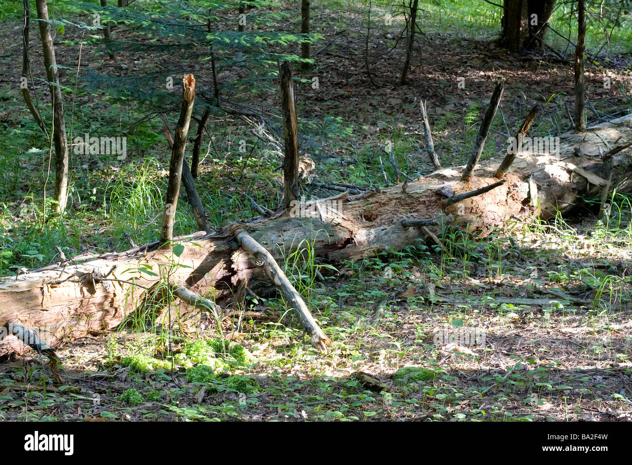 Fallen tree decaying Stock Photo - Alamy