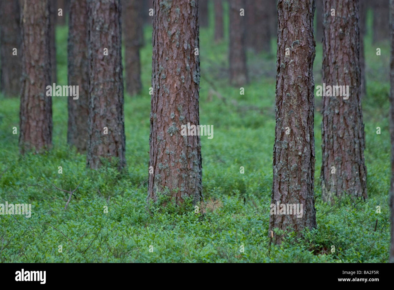 Flora undergrowth hi-res stock photography and images - Alamy