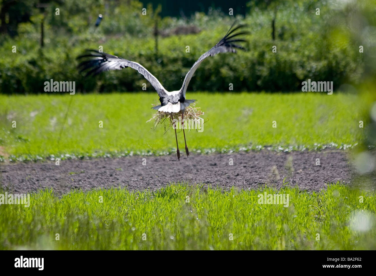 Rear view of White Stork (Ciconia ciconia) with beak full of straws ...