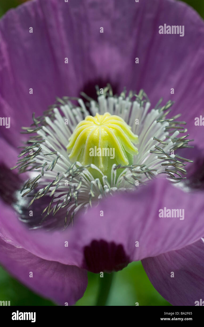 Opium poppy head Stock Photo - Alamy