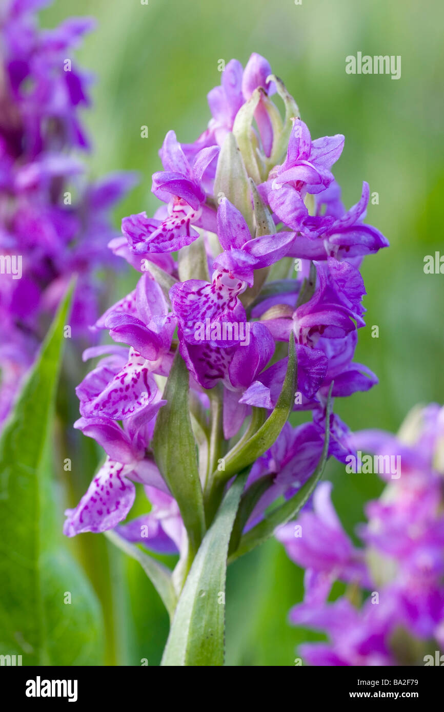 Orchid hidden in grass Stock Photo - Alamy