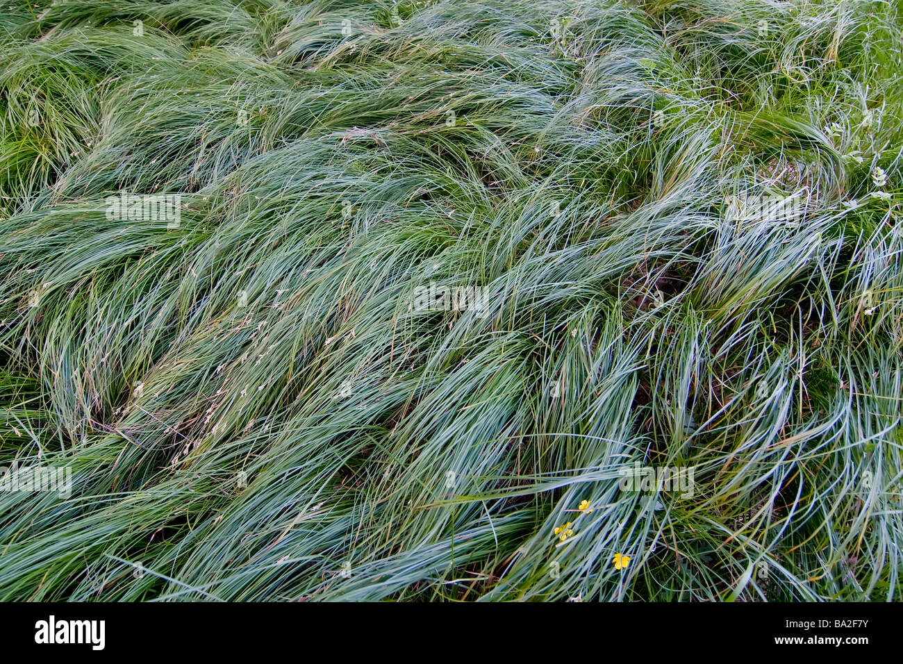 Lush grass on meadow Stock Photo - Alamy