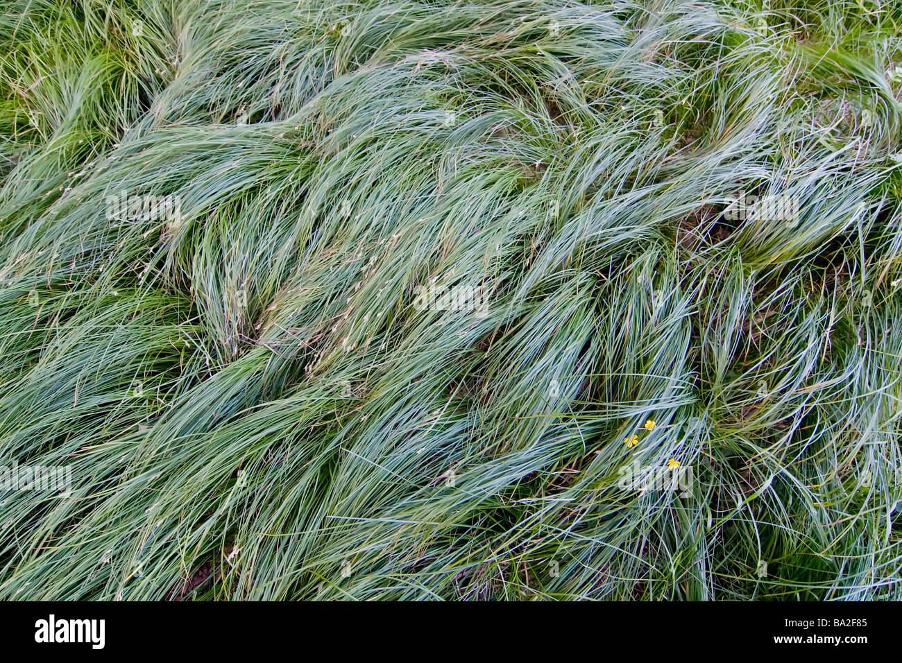 Lush grass on meadow Stock Photo - Alamy