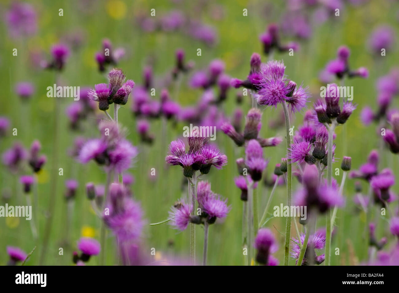 Meadow full of purple feathery flowers, cirsium rivulare Stock Photo ...