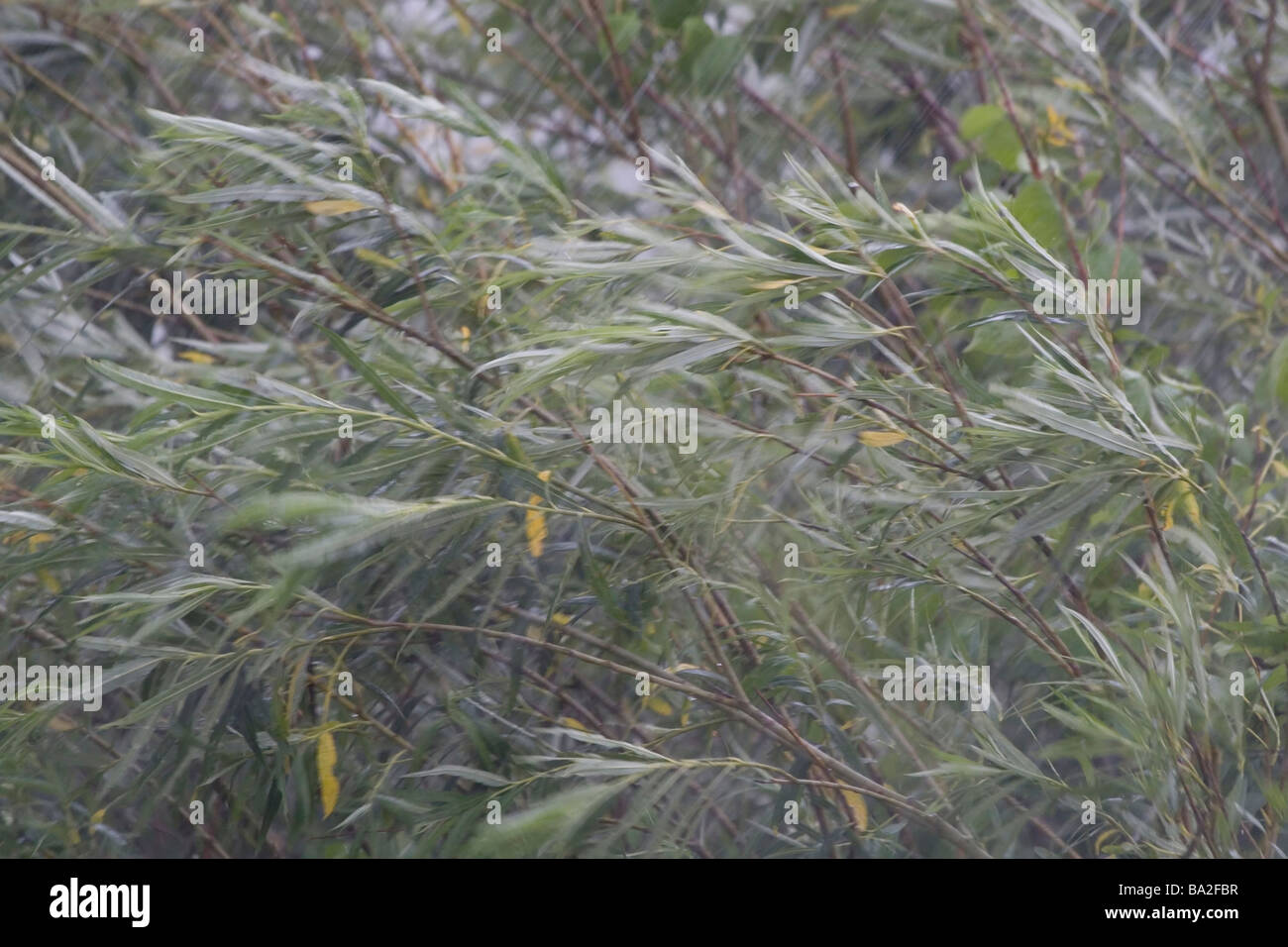 Heavy rain storm Stock Photo - Alamy