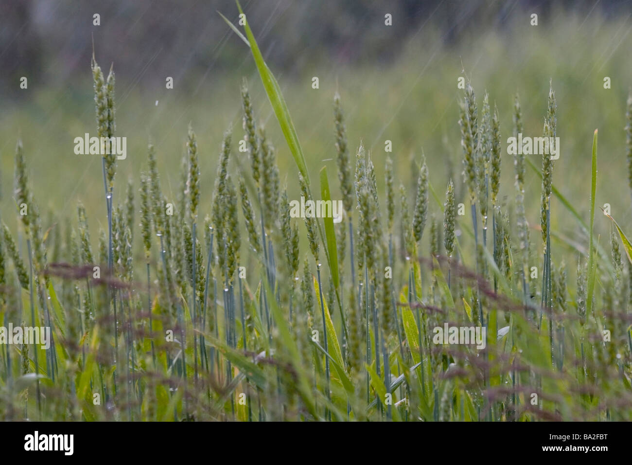 Wheat rain hi-res stock photography and images - Alamy