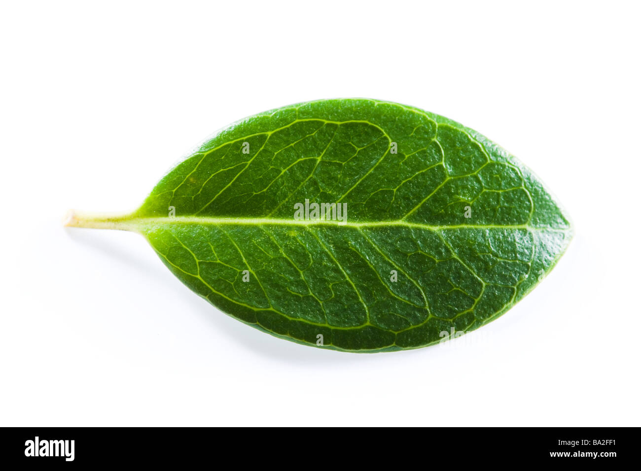 Holly leaf hi-res stock photography and images - Alamy