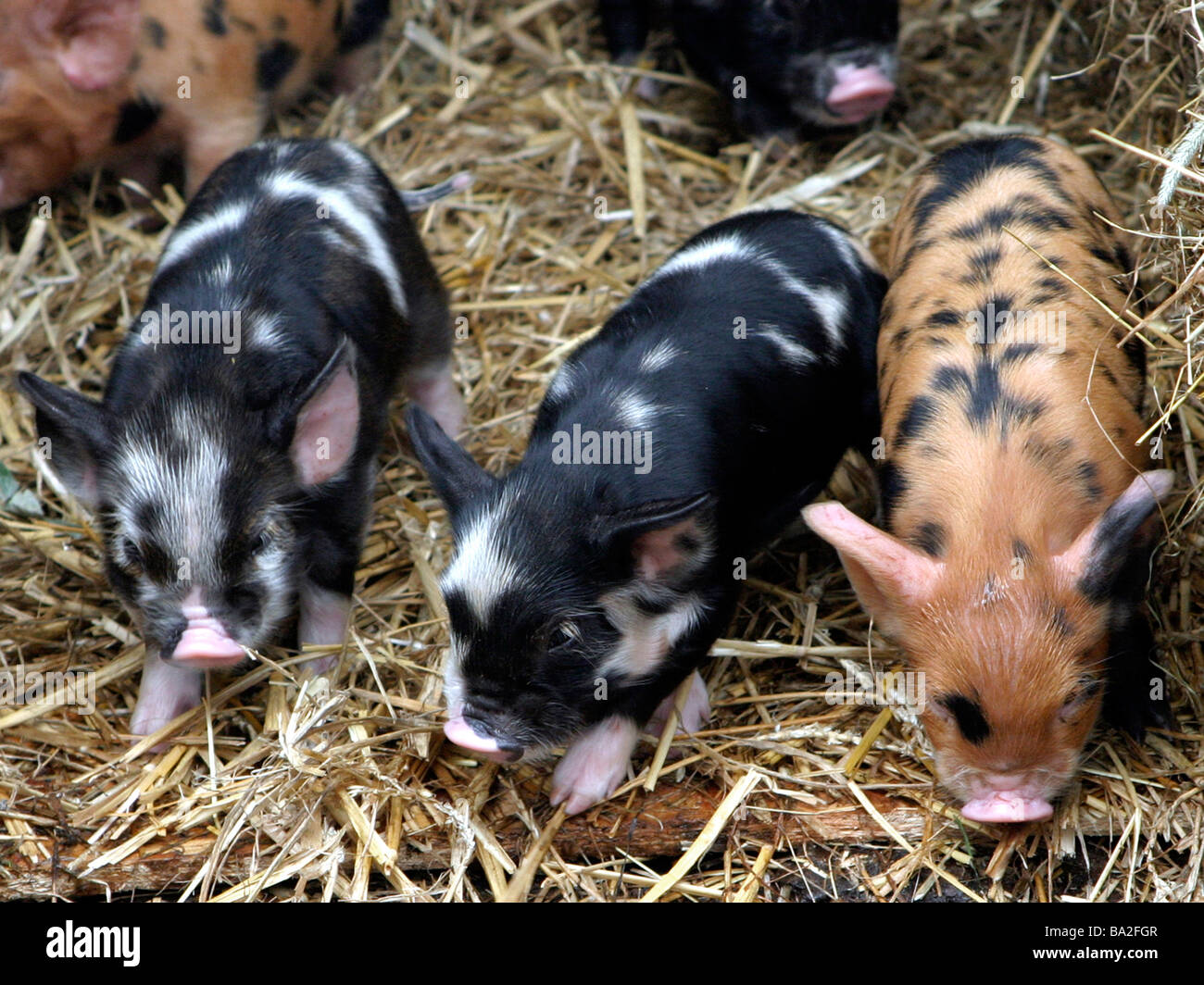 Gloucester old spot piglets Stock Photo - Alamy