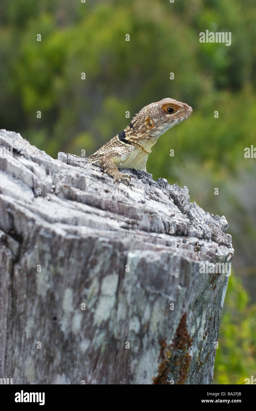 lizard peering over tree stump Stock Photo - Alamy