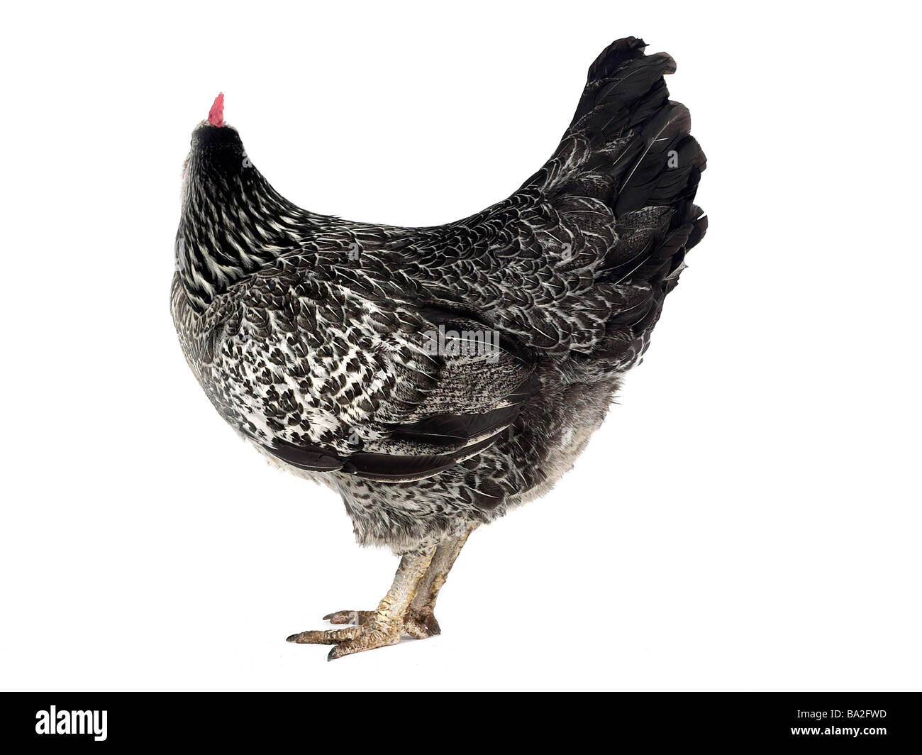 A black and white chicken hiding his head Stock Photo - Alamy