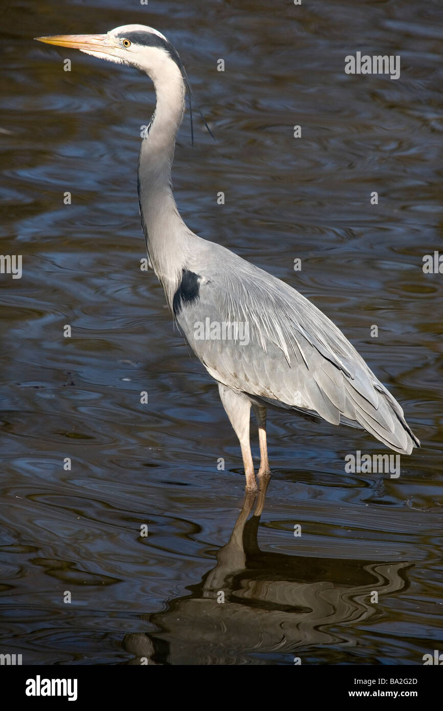 Close up heron bird hi-res stock photography and images - Alamy