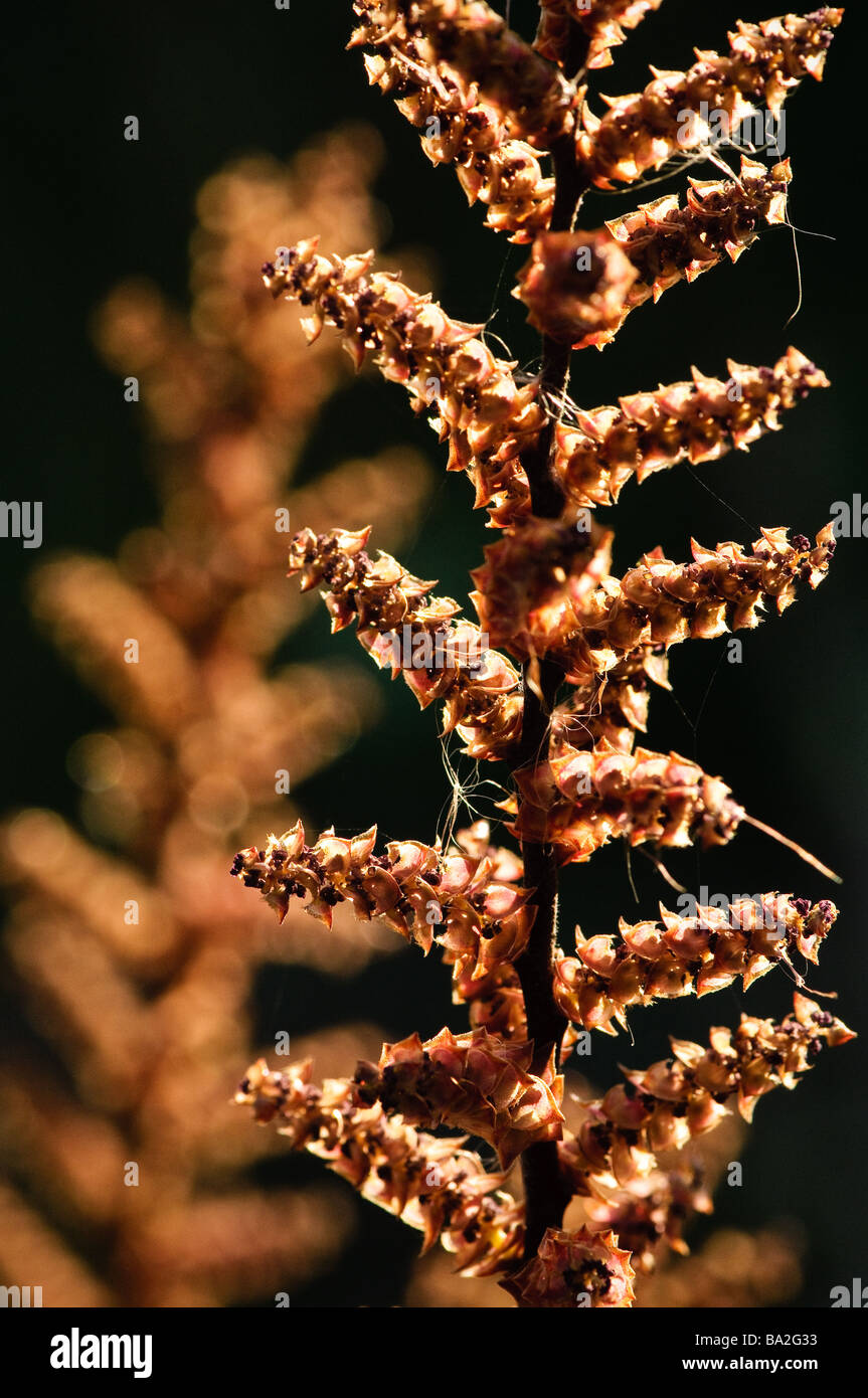 Bog Myrtle. (Myrica gale Stock Photo - Alamy Bog Myrtle. (Myrica gale Stock Photo - Alamy