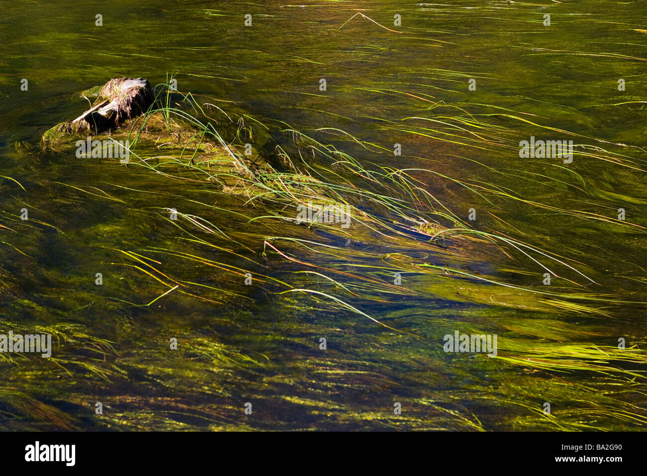 River bottom covered with algae Stock Photo - Alamy
