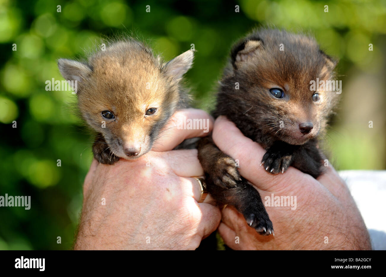Pair of baby fox cubs at a wildlife rescue home Stock Photo - Alamy