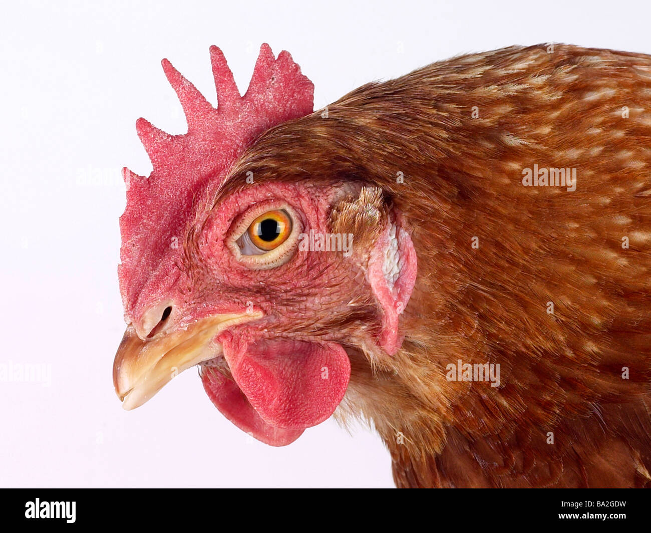 A head of a chicken, chicken head Stock Photo - Alamy