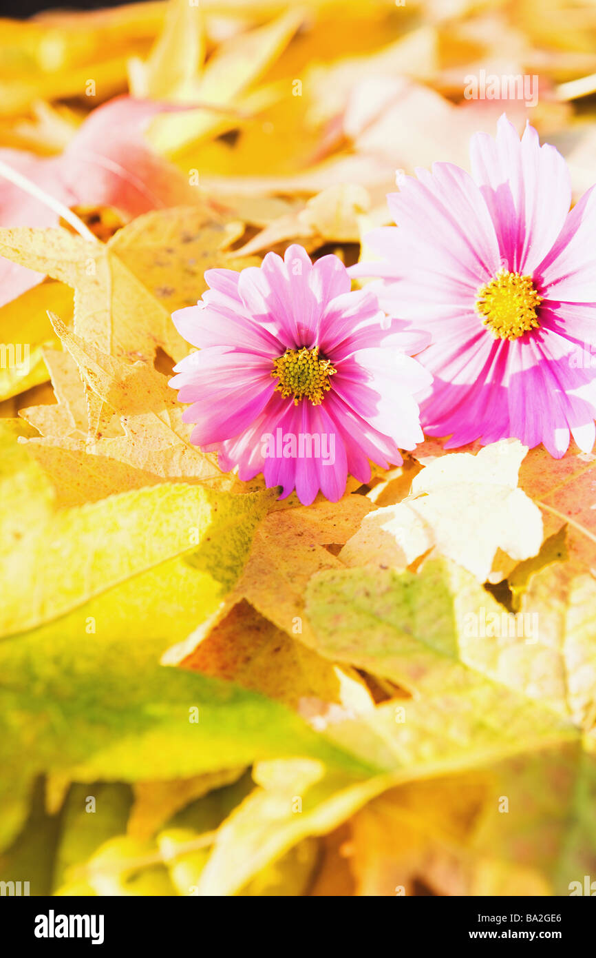 Cosmos Flowers and Maple Leaves Stock Photo - Alamy