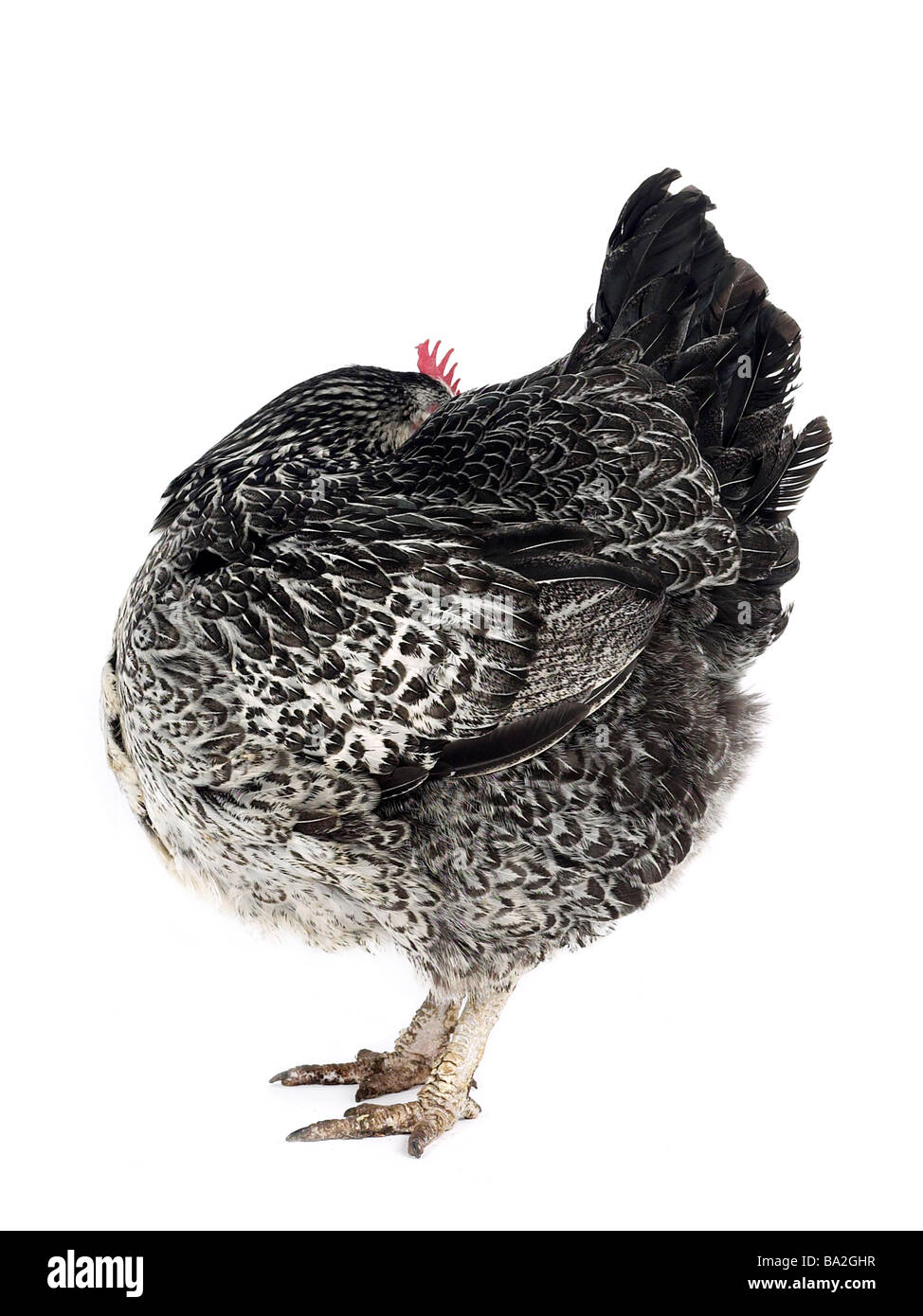 A chicken preening himself, having a preen Stock Photo - Alamy