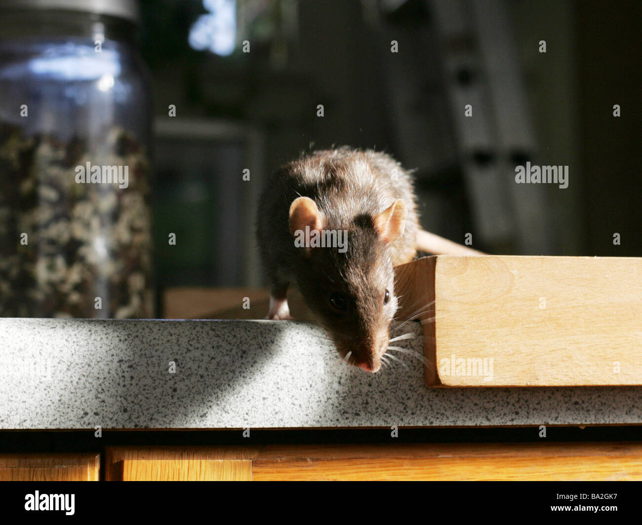 Naughty rat hi-res stock photography and images - Alamy