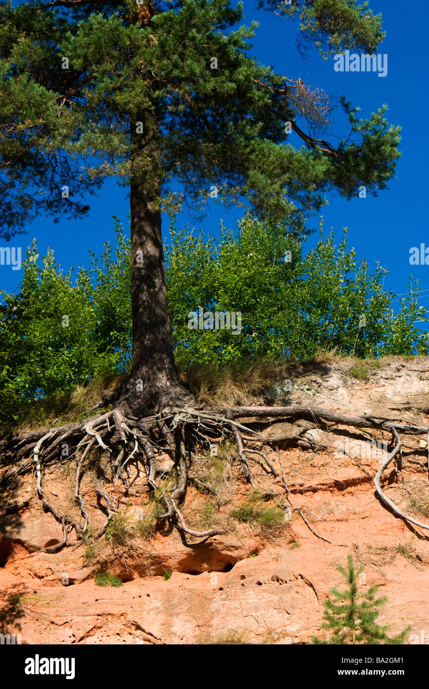 Tree Roots Growing Through Rock High Resolution Stock Photography and ...