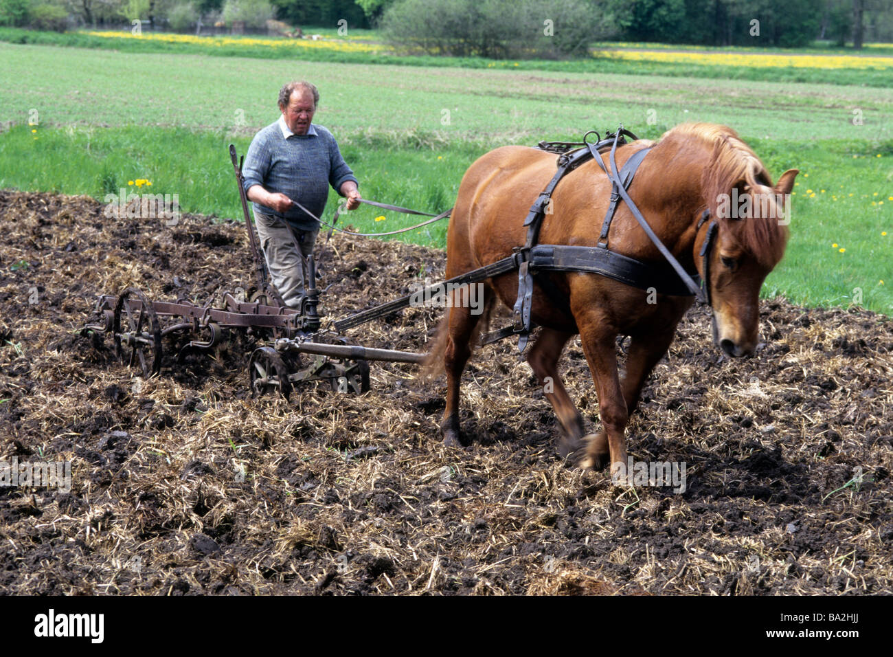 Farmer ploughing field with a domestic horse (Equus ferus caballus ...