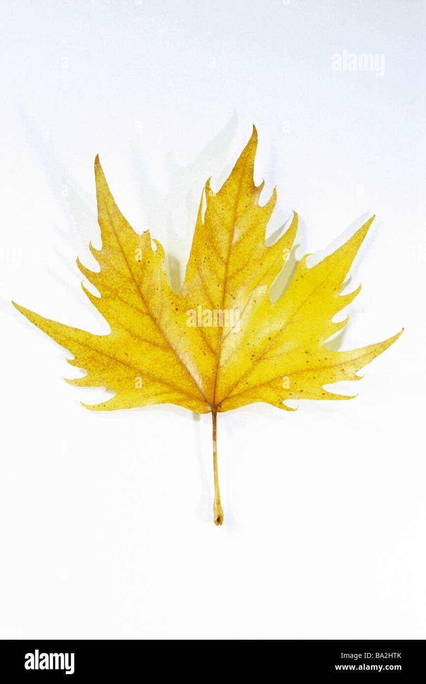 London Plane (Platanus x acerifolia, Platanus x hispanica), leaf in ...
