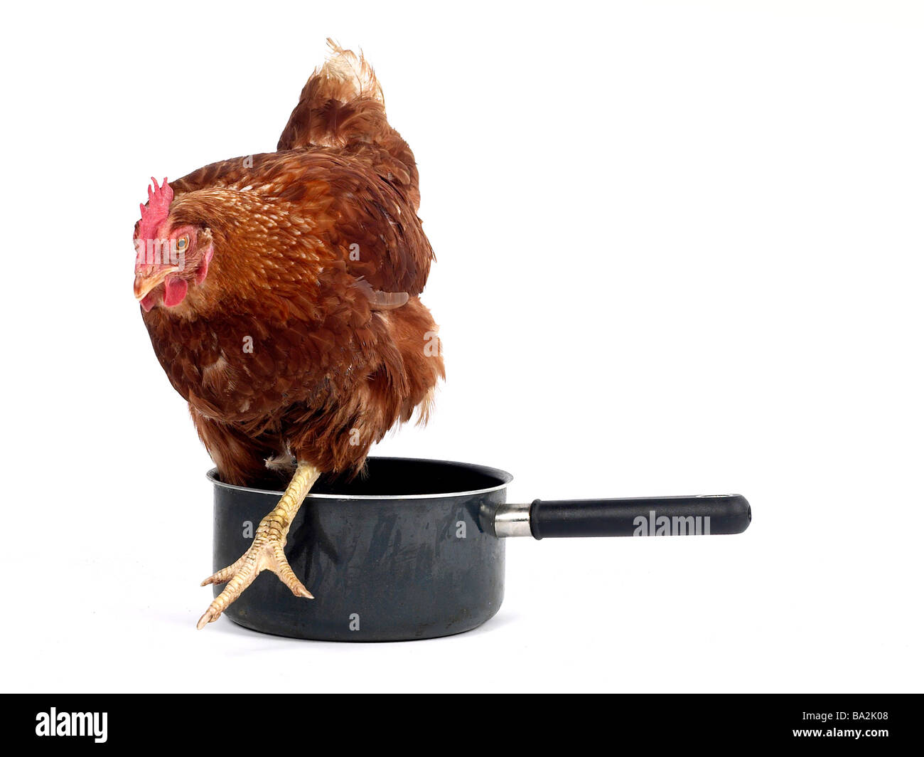 Chicken stepping hi-res stock photography and images - Alamy