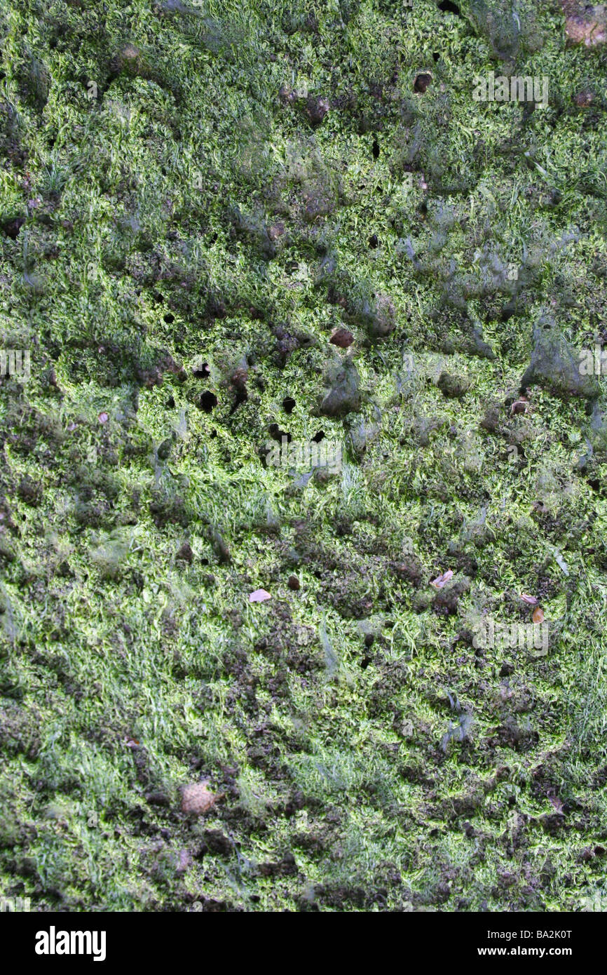 Barnacles, Sea, Seaweed, Texture Stock Photo - Alamy