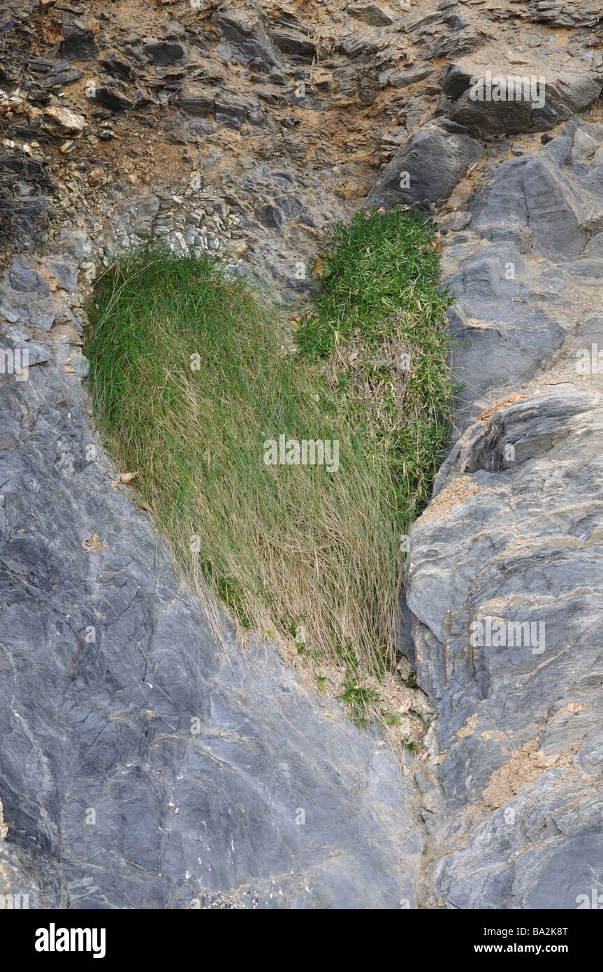 Grass love heart on cliff Stock Photo - Alamy