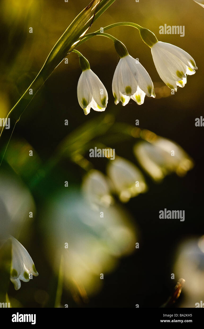 Primrose and snowdrop hi-res stock photography and images - Alamy