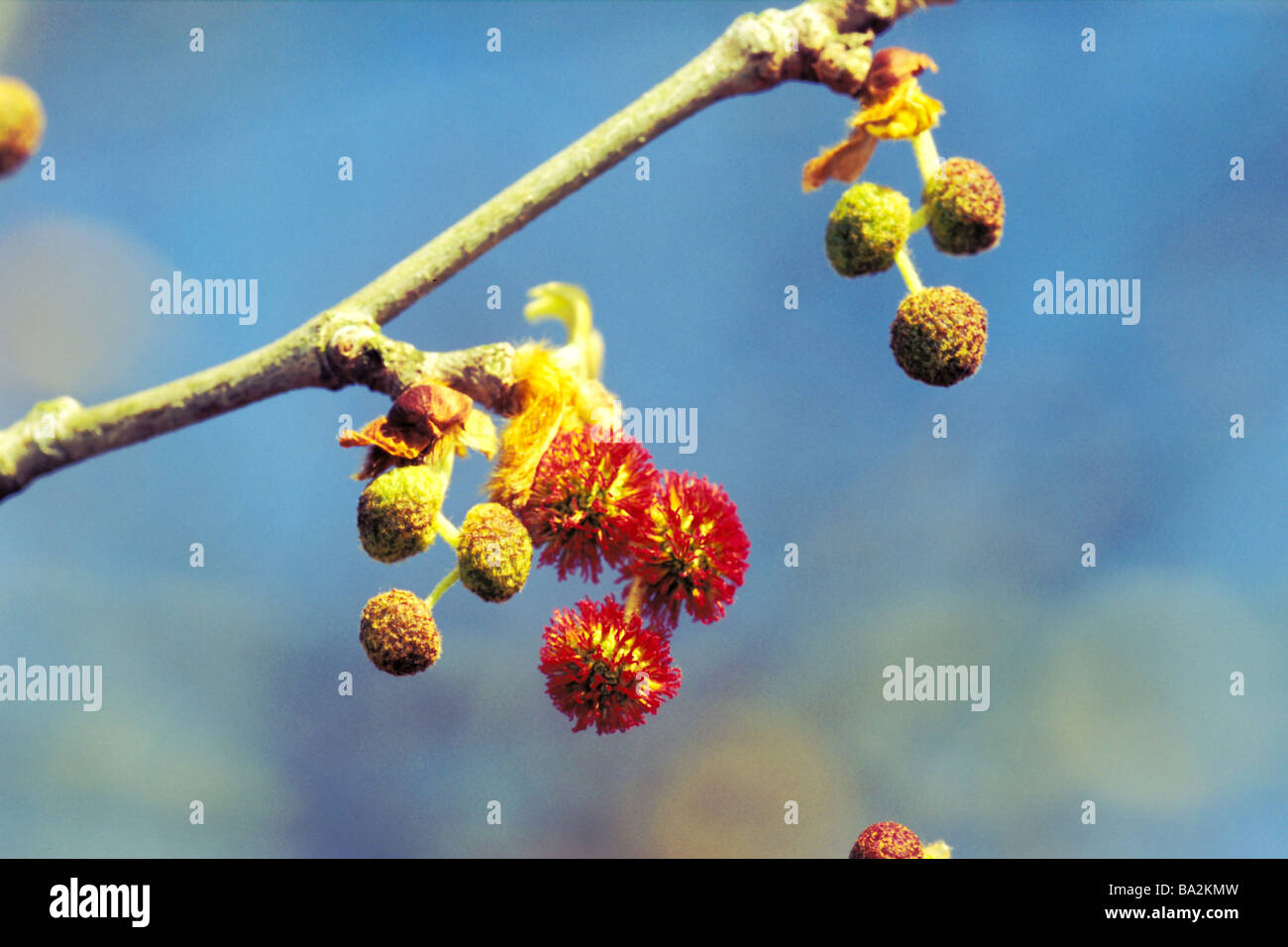 Oriental Plane (Platanus orientalis), flowering twig Stock Photo - Alamy
