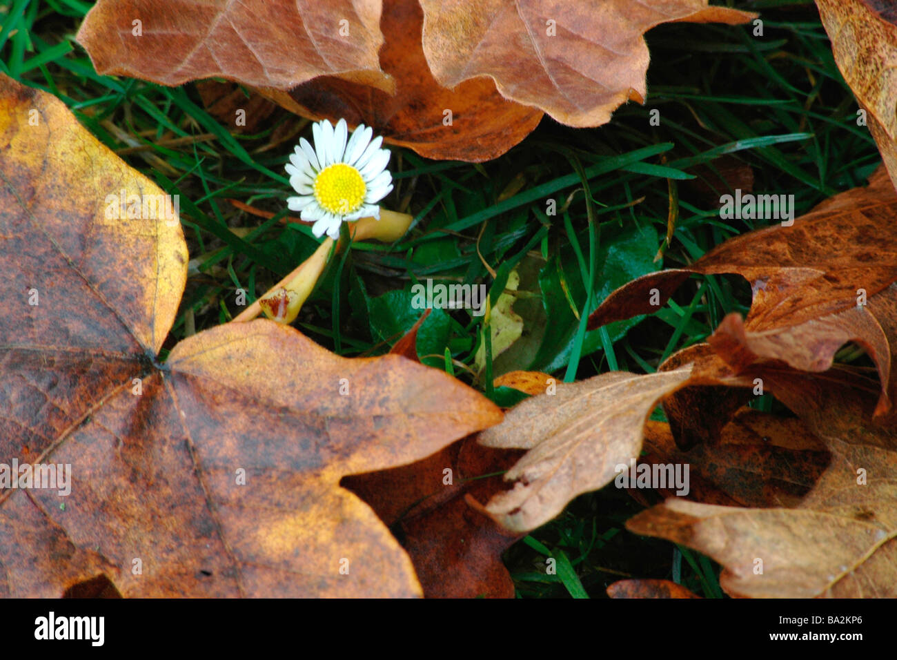 Fall leaves and a daisy Stock Photo - Alamy