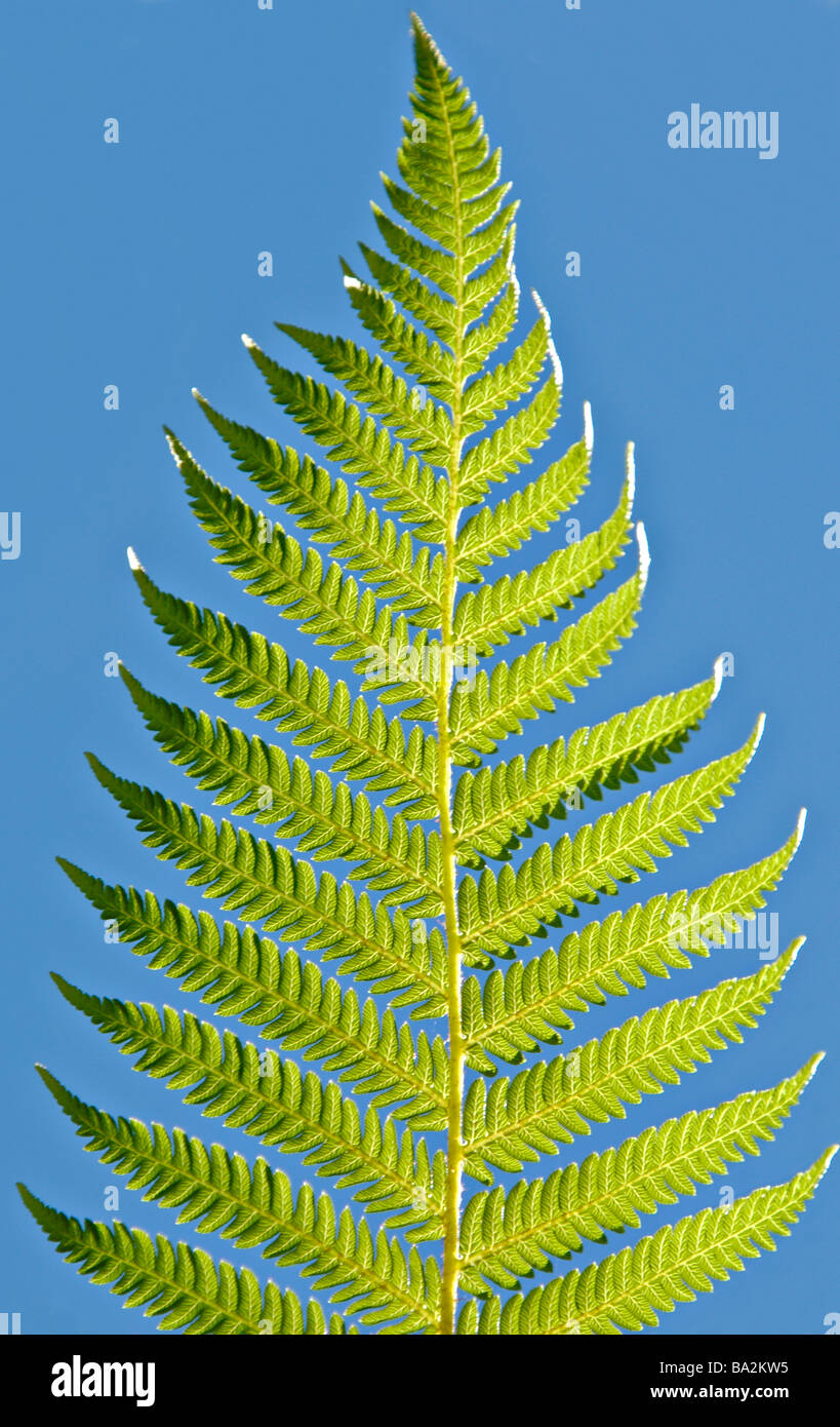 Nz fern hi-res stock photography and images - Alamy