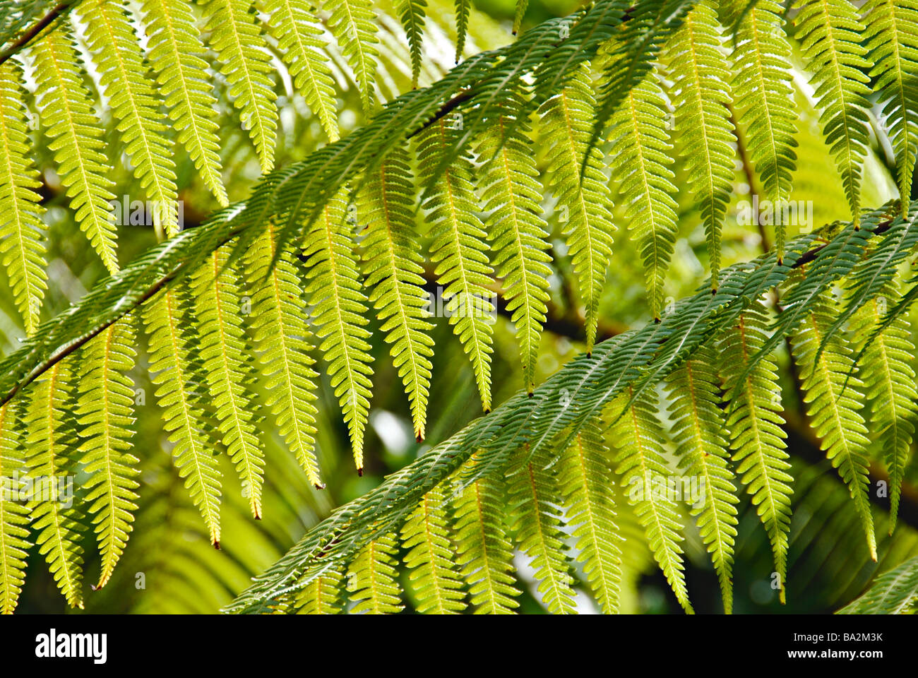 Tree ferns new zealand hi-res stock photography and images - Alamy