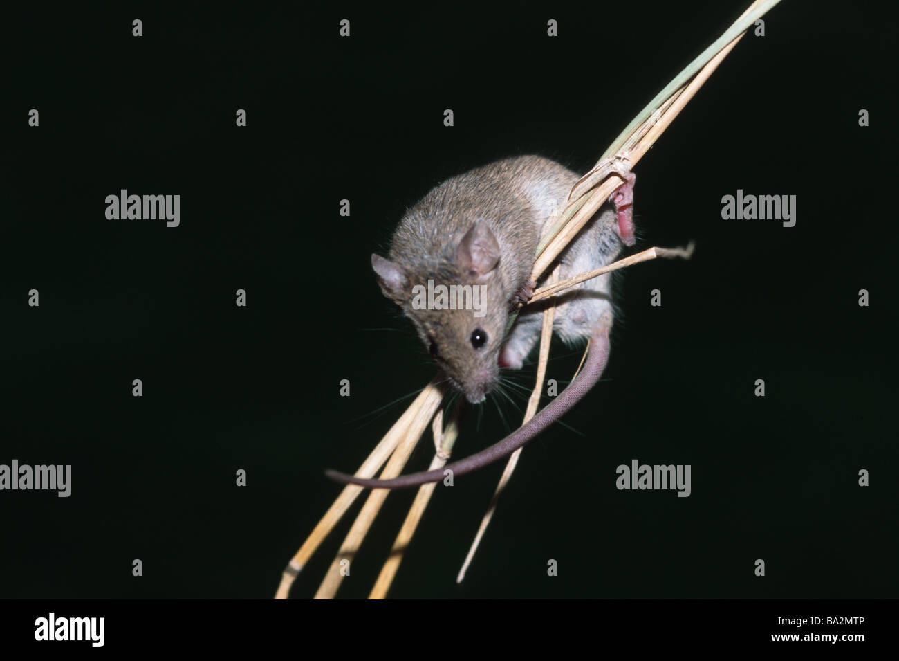 Mice mountain hi-res stock photography and images - Alamy