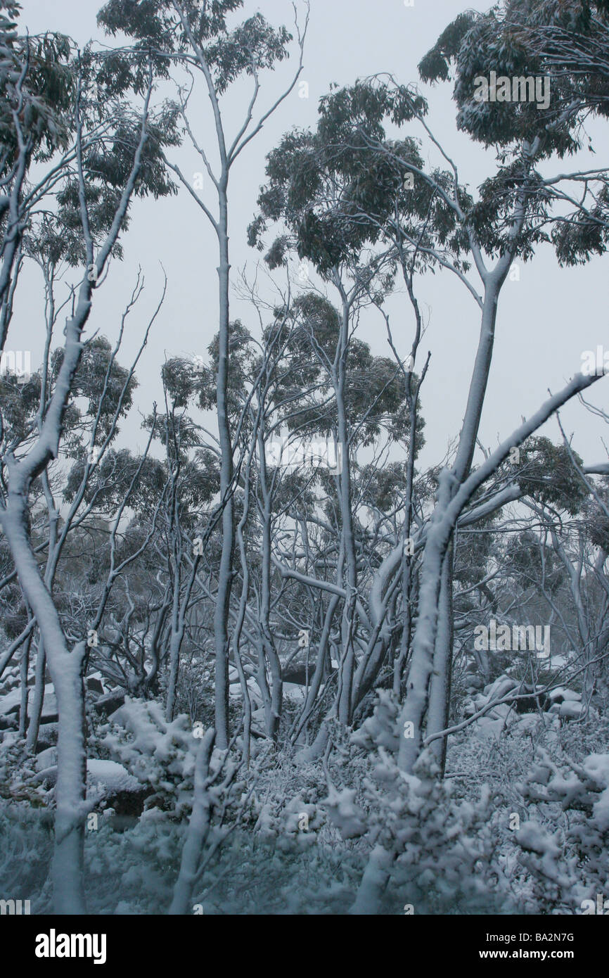 snow covered gum trees Stock Photo - Alamy