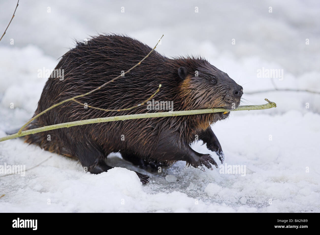 Brook Canadian beaver Castor canadensis mouth branch snow series ...