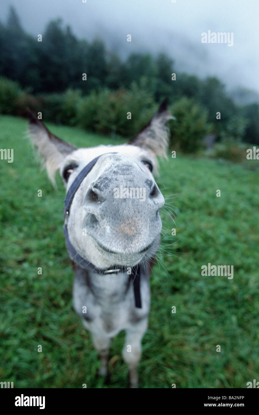 Donkey approach hi-res stock photography and images - Alamy