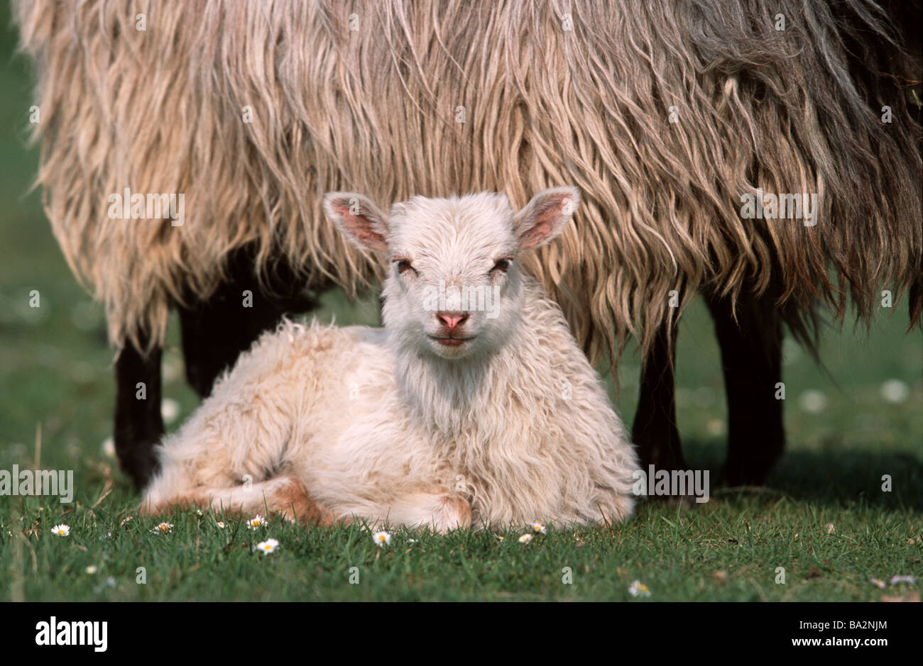 Schnucken hi-res stock photography and images - Alamy