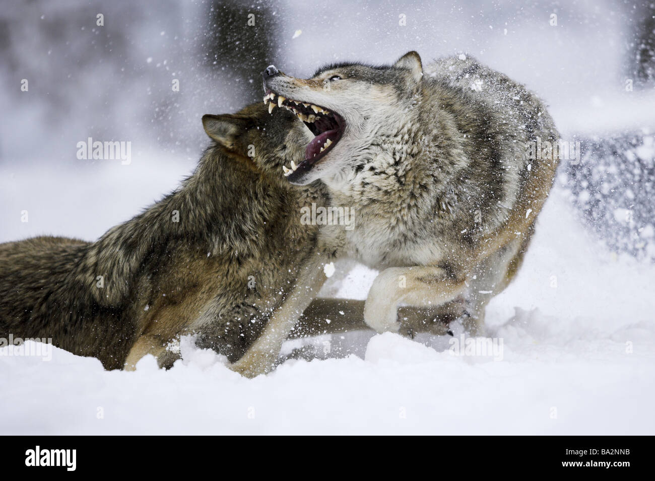 Wolves Canis lupus fight winters Wildlife wildlife animals game-animals ...