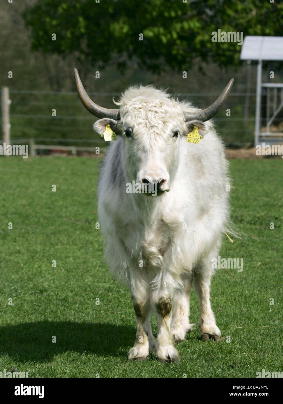 Fluffy Yak High Resolution Stock Photography and Images - Alamy