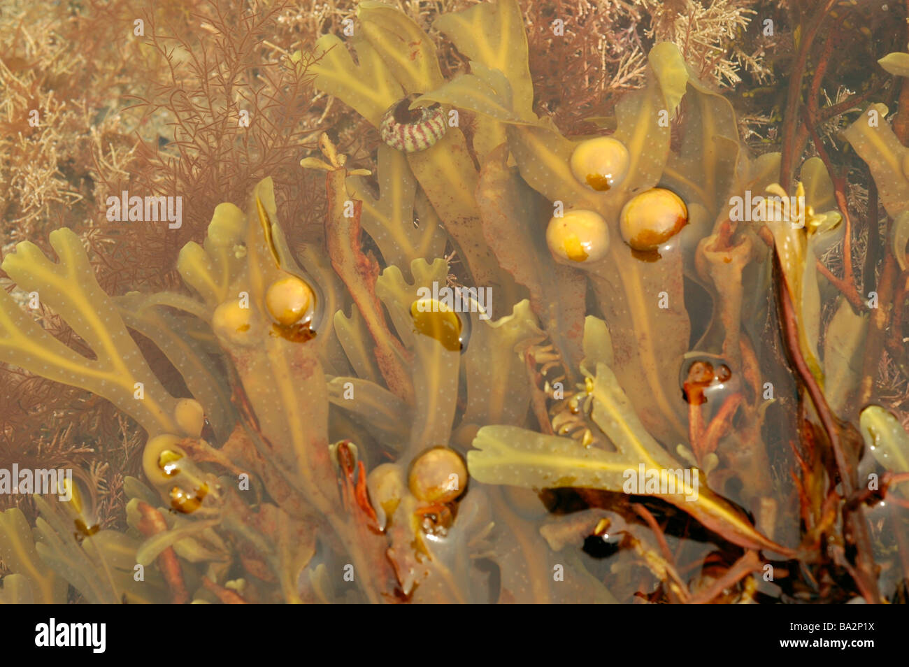 Bladder wrack Fucus vesiculosus showing how the bladders act as floats ...