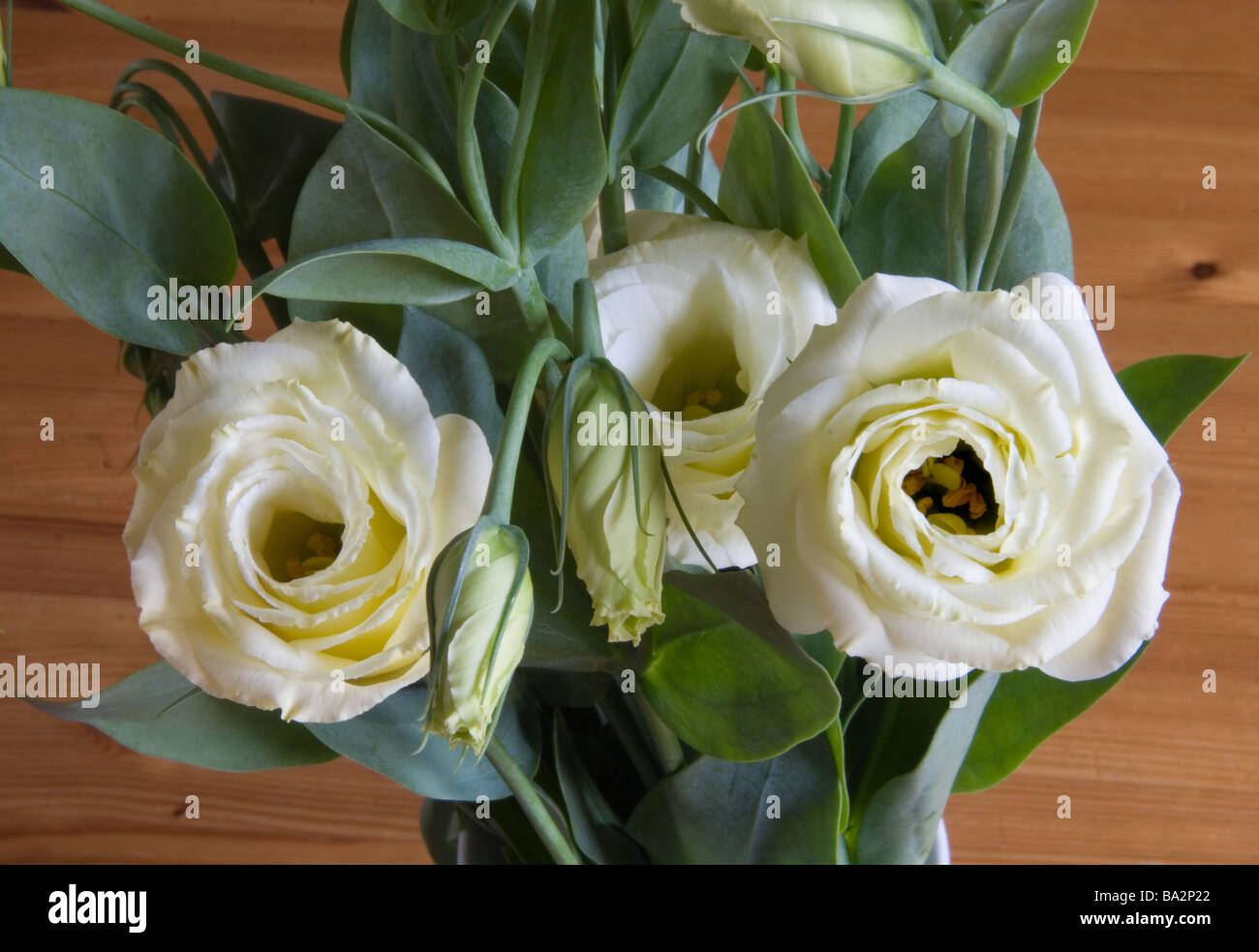 Cut Lisianthus flowers in full bloom Stock Photo - Alamy